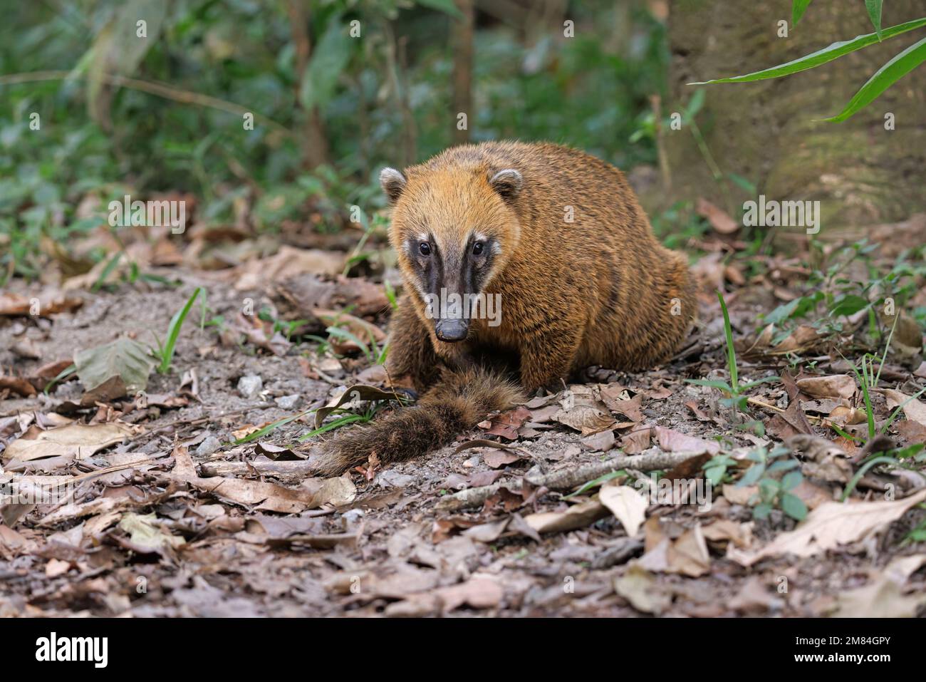 Coati, Parque ecologico do Tieté, SP, Brazil, August 2022 Stock Photo ...