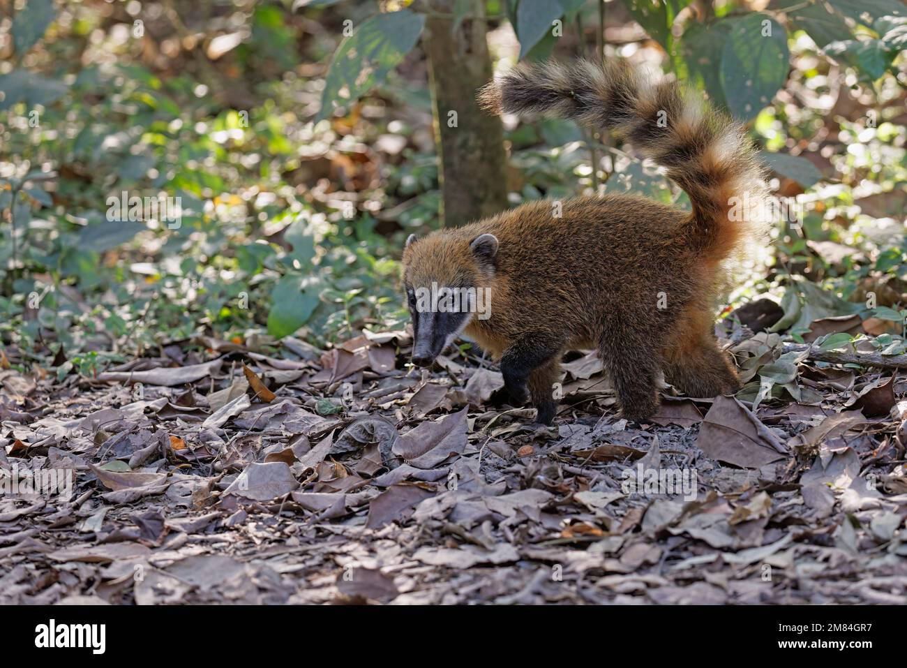 Coati, Parque ecologico do Tieté, SP, Brazil, August 2022 Stock Photo ...