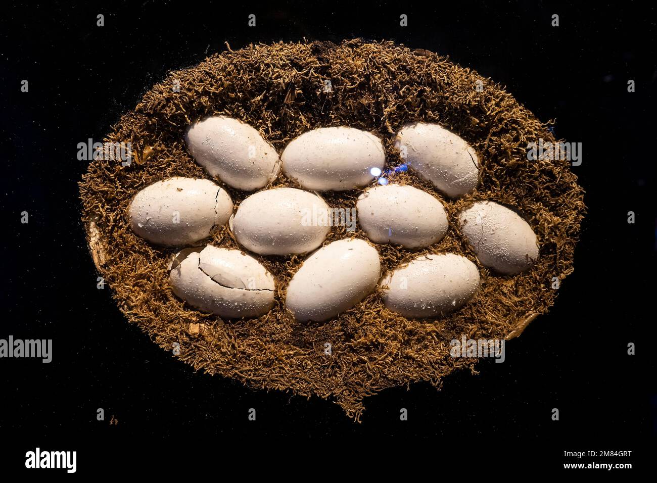 crocodile eggs top view. on a black background Stock Photo - Alamy