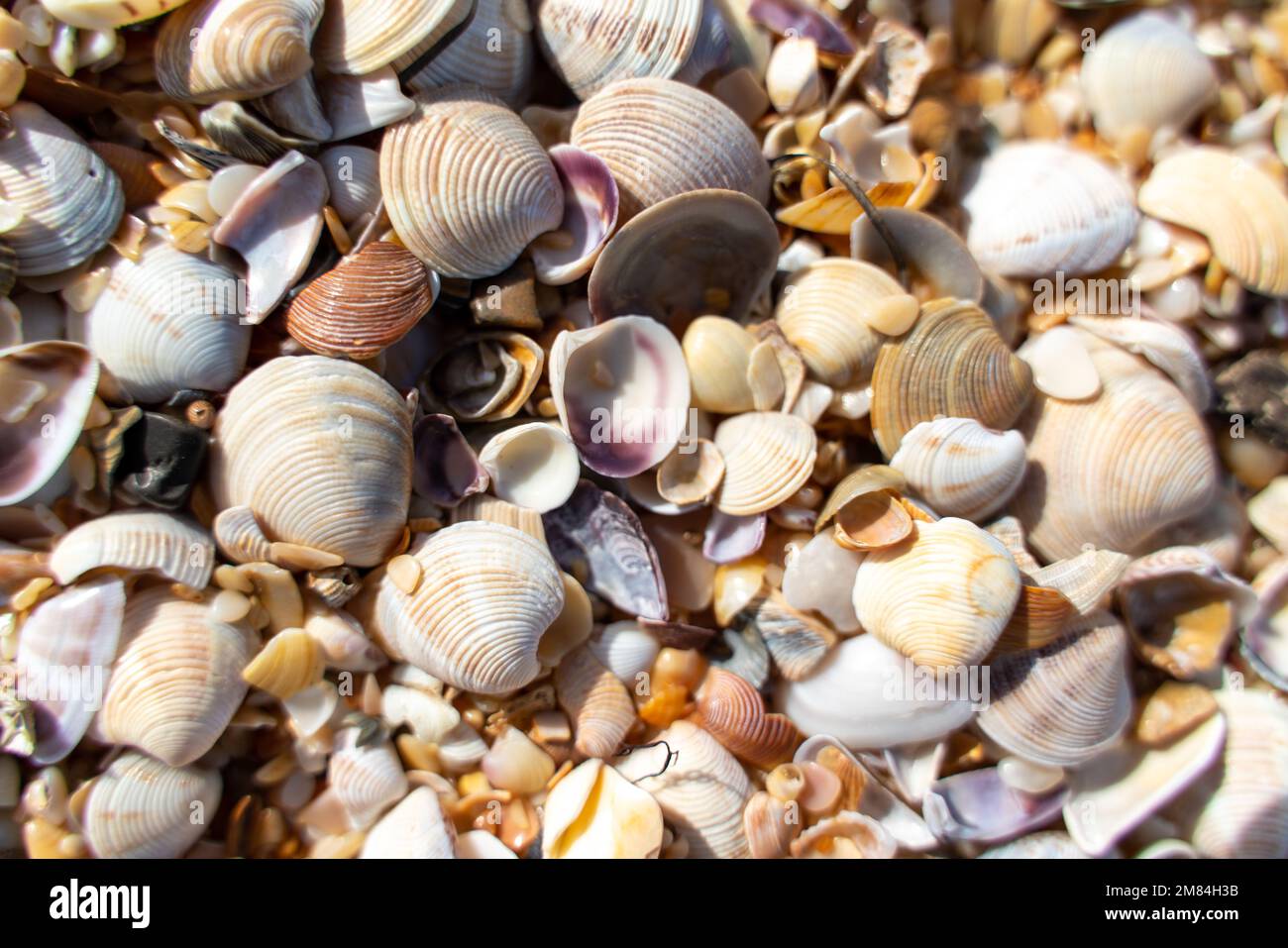 Background of small shells. There are many small shells on the seashore ...