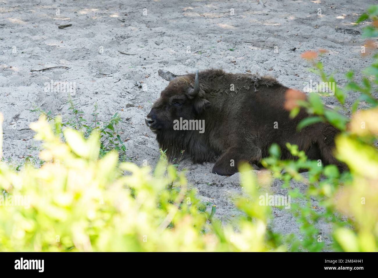 A huge bison resting on a shade under a tree Stock Photo - Alamy