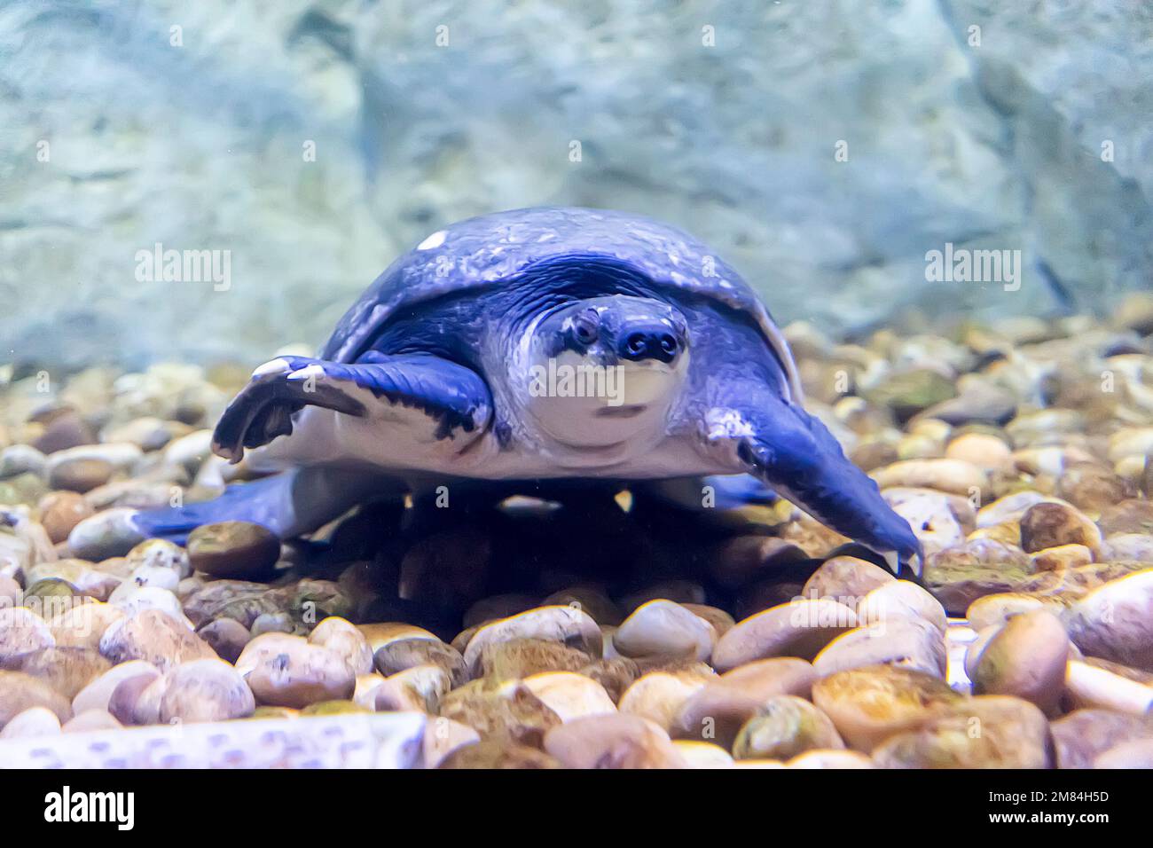 Big Sea turtle crawls on the rocks at the bottom of the pond in clear ...