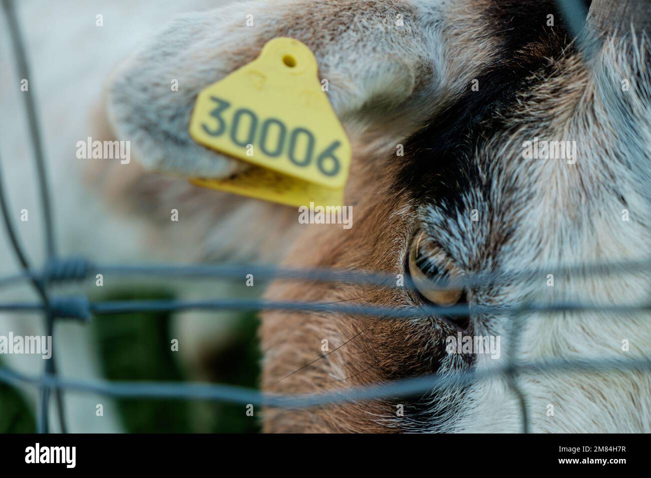 Goat behind the fence Stock Photo - Alamy