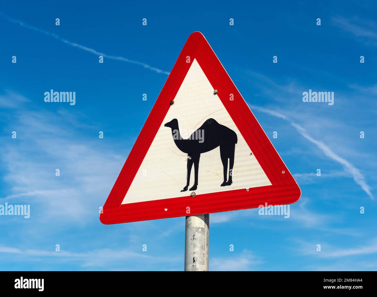 Camel crossing road sign, Oman Stock Photo - Alamy