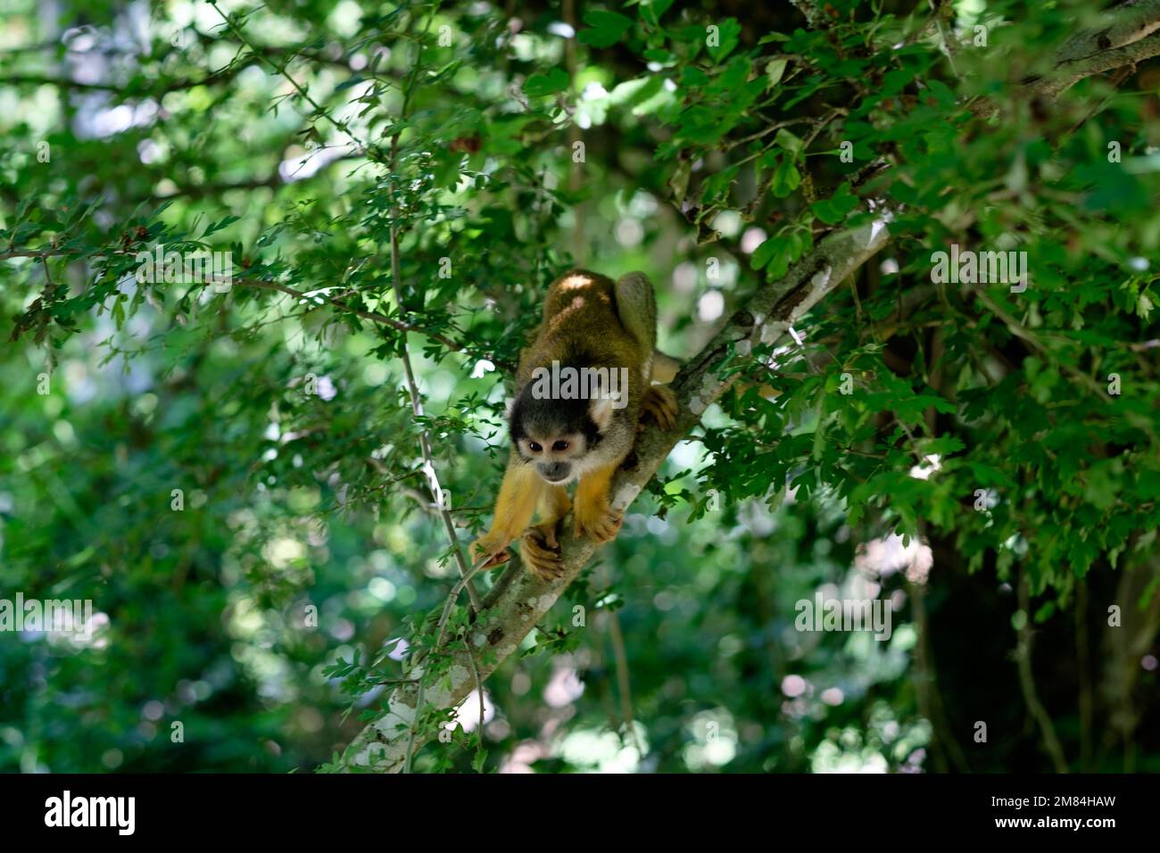 Saimiri monkey in a tree Stock Photo - Alamy
