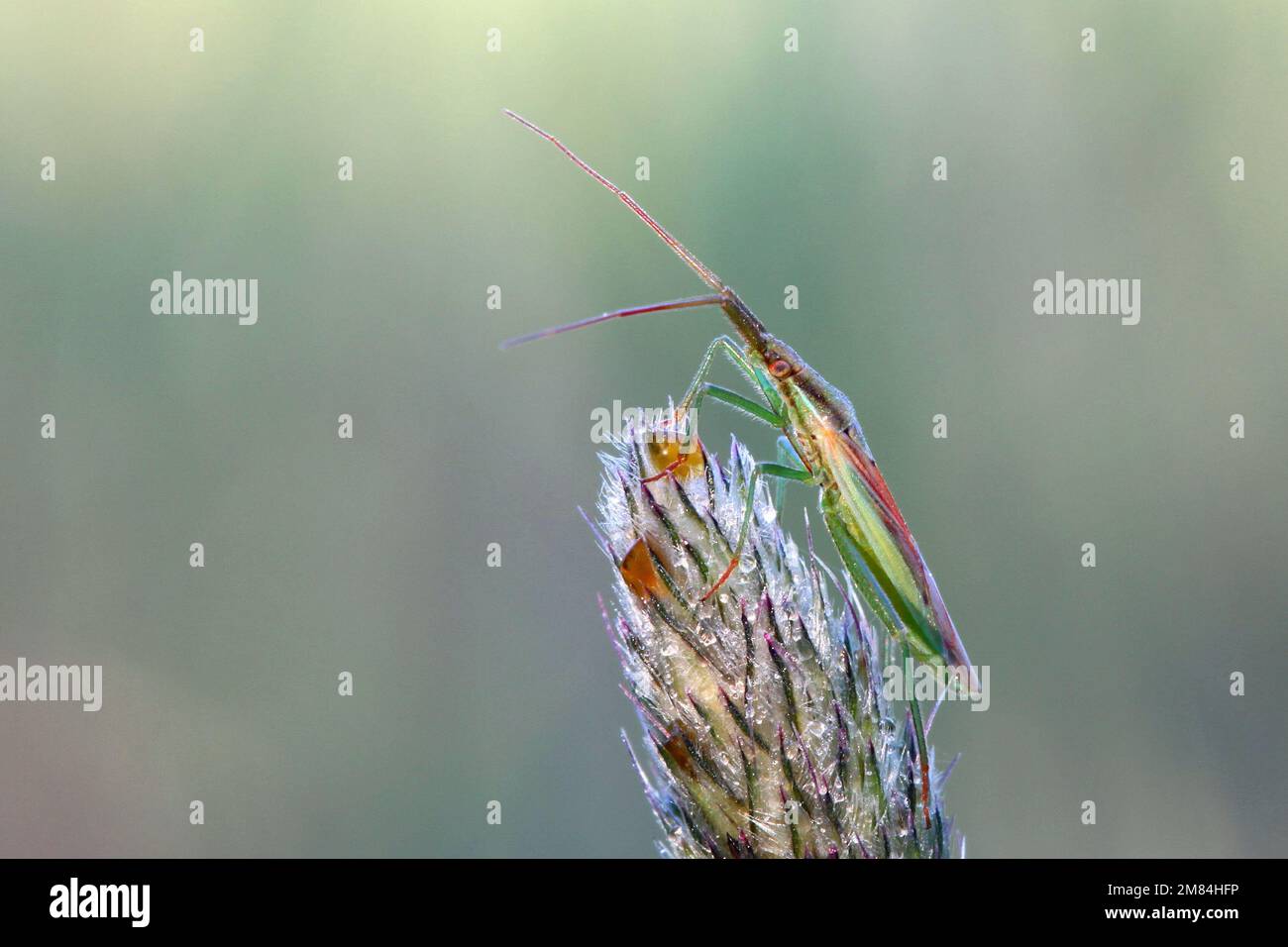 Grass bug (Stenodema laevigatum) on foxtail grass Stock Photo - Alamy