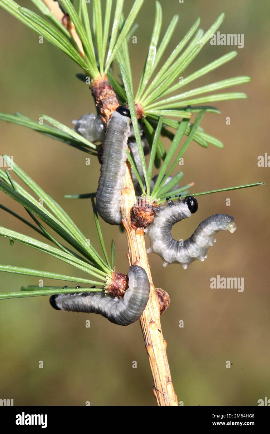 Larch sawfly larvae (Pristiphora erichsonii) feeding on larch needles ...