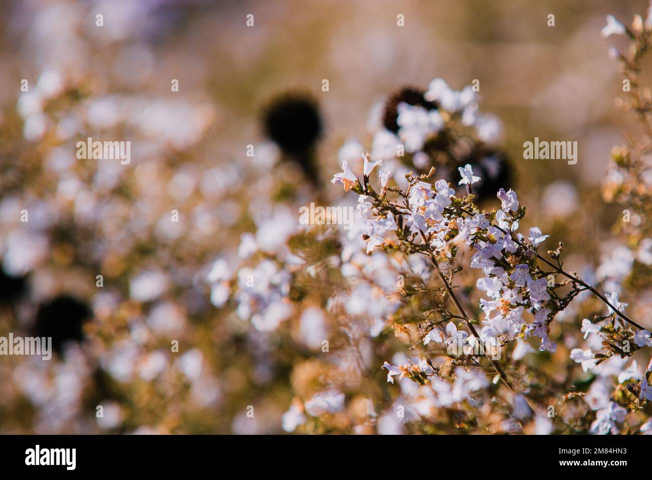 A closeup shot of branches with white blossoms Stock Photo - Alamy