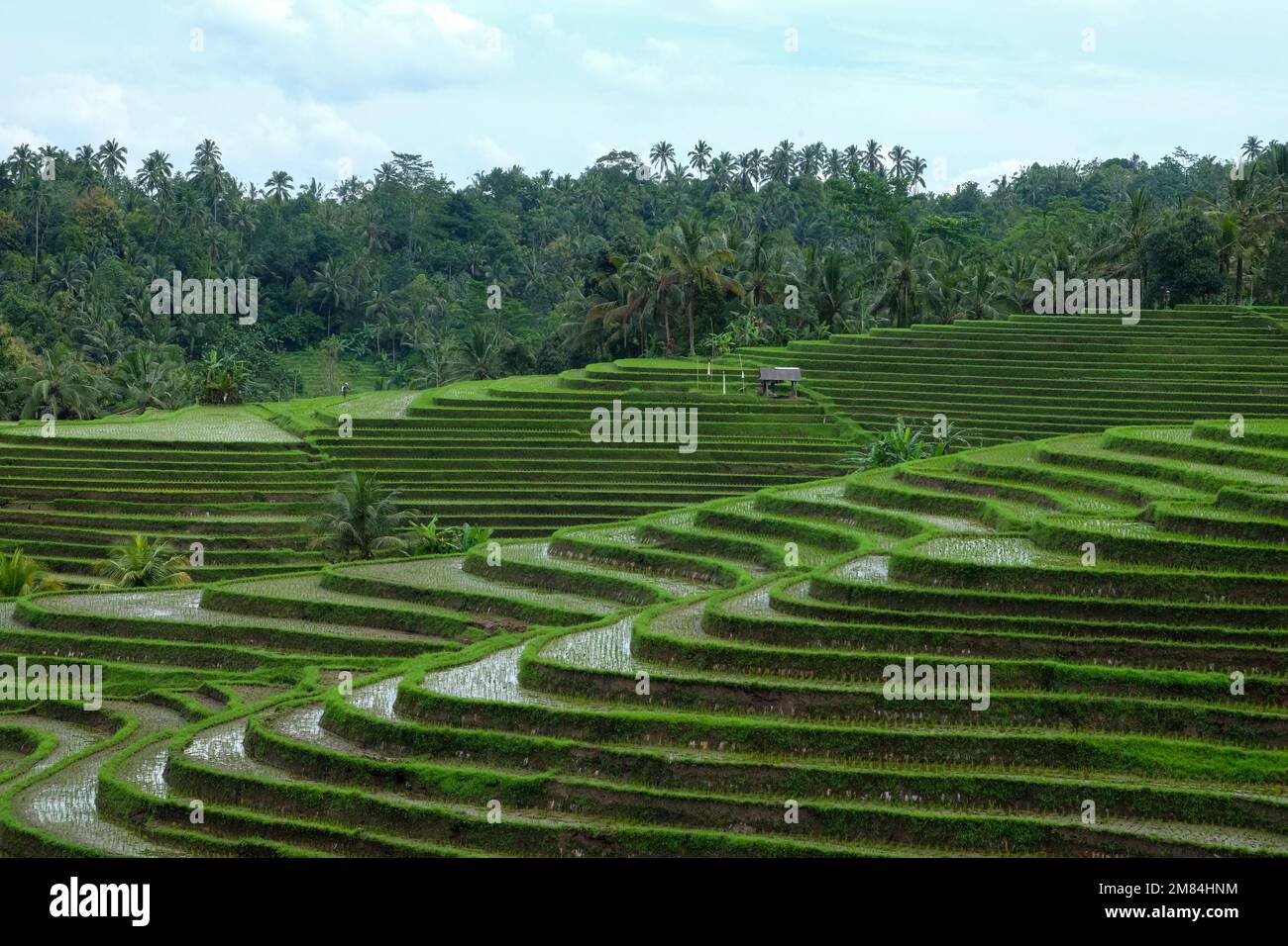 Bali rice fields capture during a trek in bali countryside (Tabanan ...