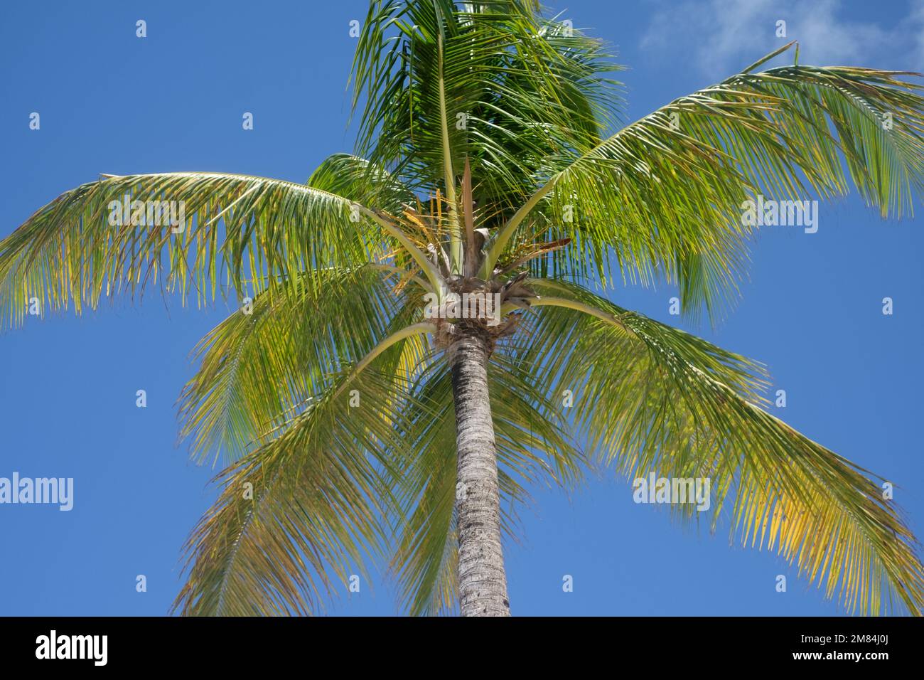 Coconut tree in the West Indies (guadeloupe Stock Photo - Alamy
