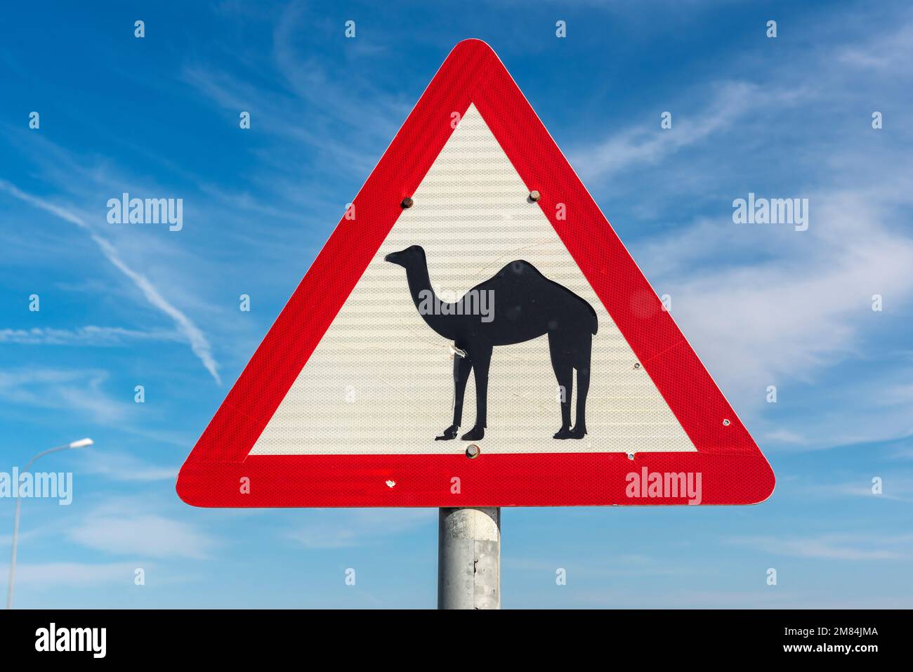 Camel crossing traffic sign, Oman Stock Photo - Alamy