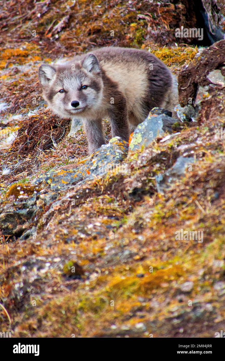 Arctic Fox, Vulpes lagopus, Signehamna Harbor, Nordvest-Spitsbergen ...
