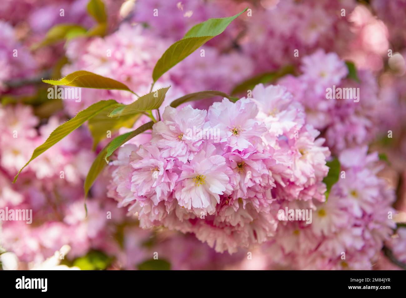 pink sakura flower on blooming spring tree. Japanese tree Stock Photo ...