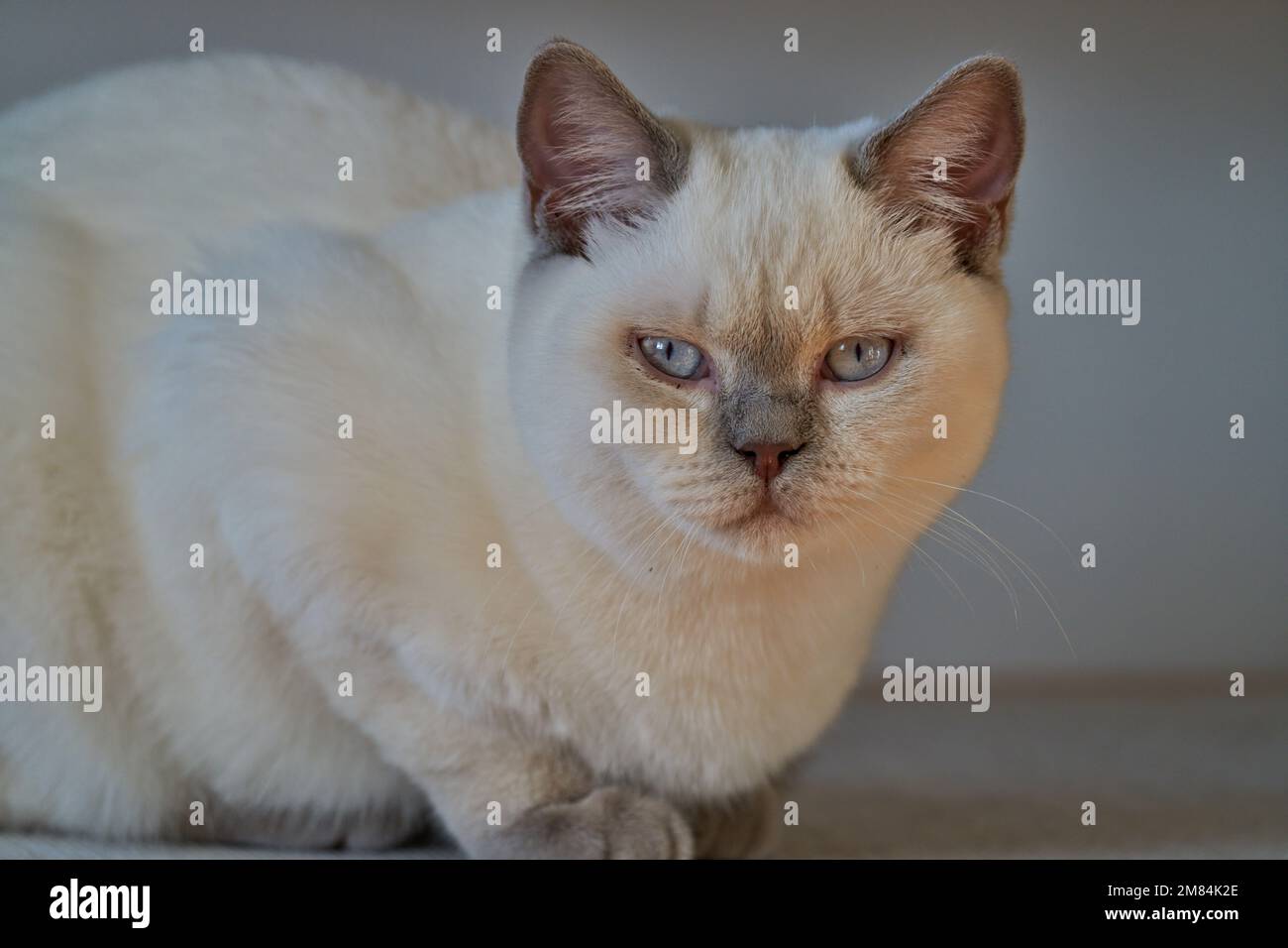 Blue eyed eyes British shorthair kitten cream catkin colorpoint with ...