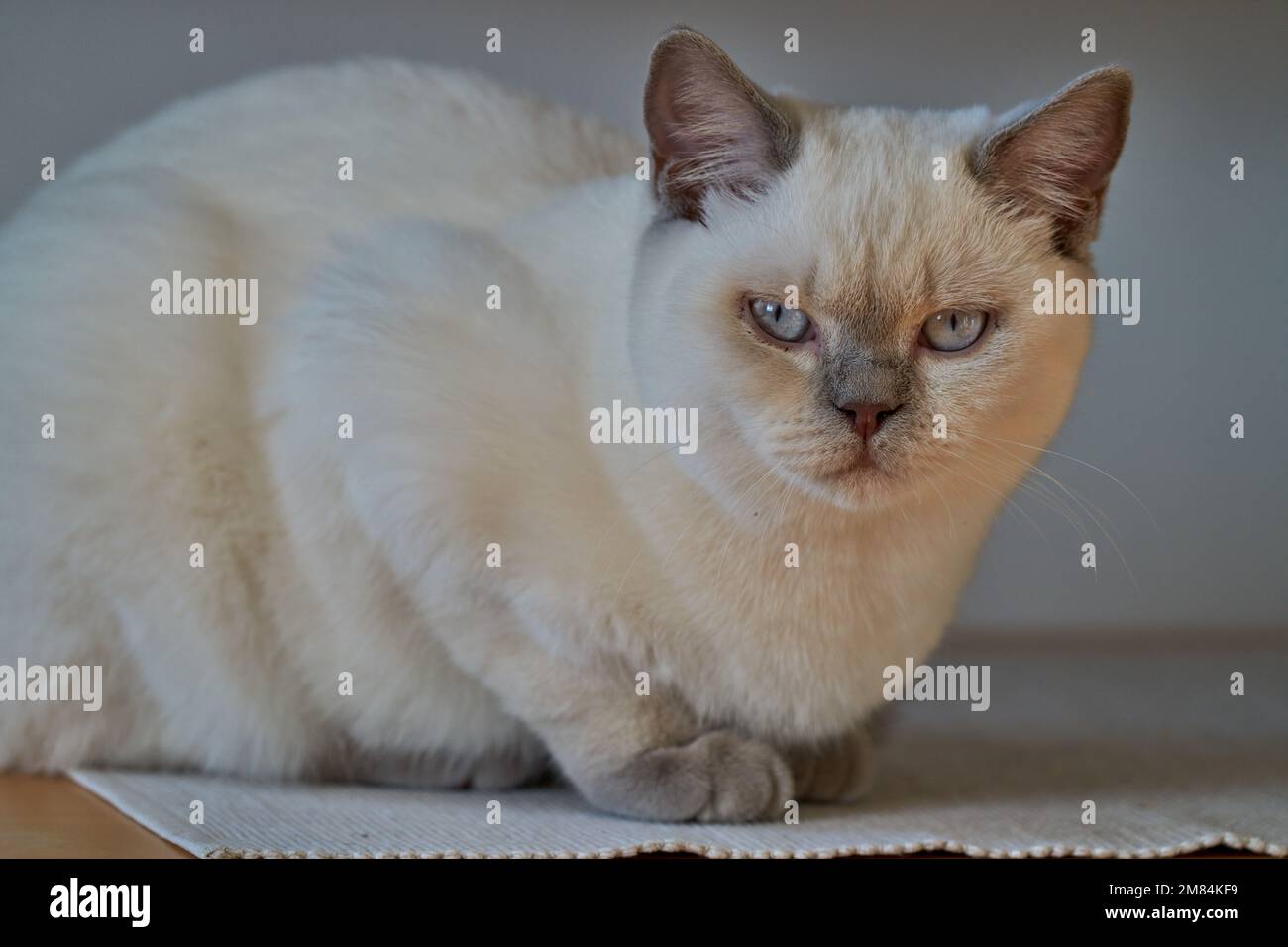 Blue eyed eyes British shorthair kitten cream catkin colorpoint with ...