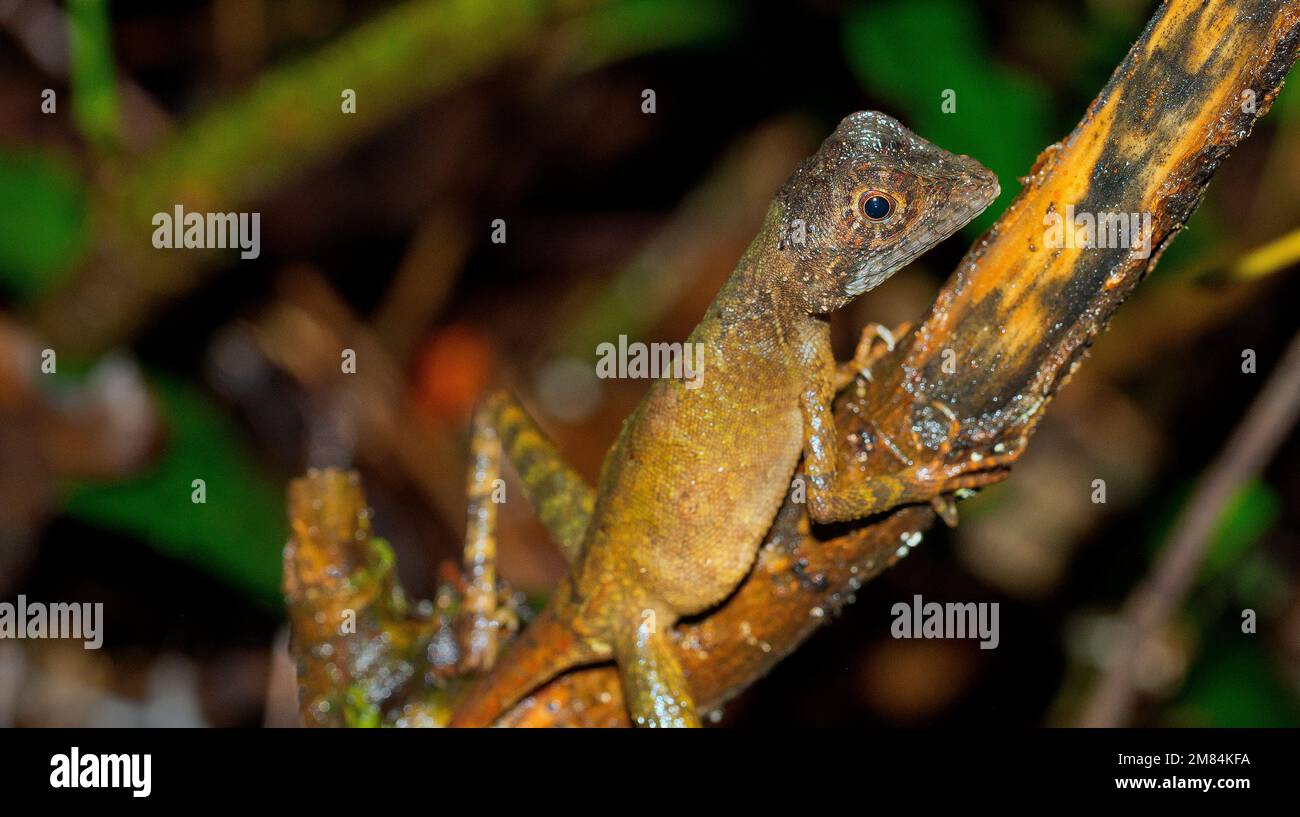 Brown-patched Kangaroo lizard, Wiegmann's Agama, SriLankan Kangaroo ...