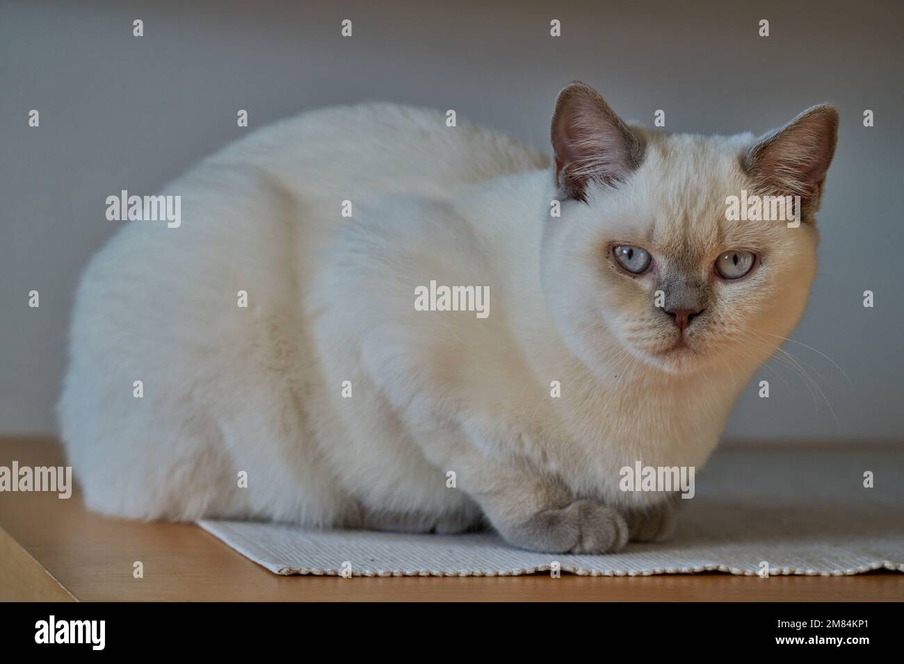 Blue eyed eyes British shorthair kitten cream catkin colorpoint with ...