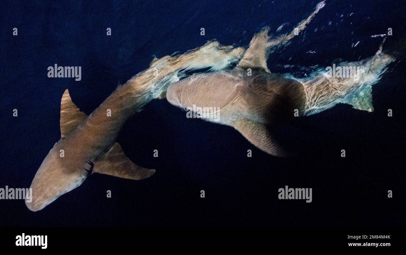 Nurse Shark, Nebrius ferrugineus, Felidhe Atoll, Maldives, Indian Ocean ...