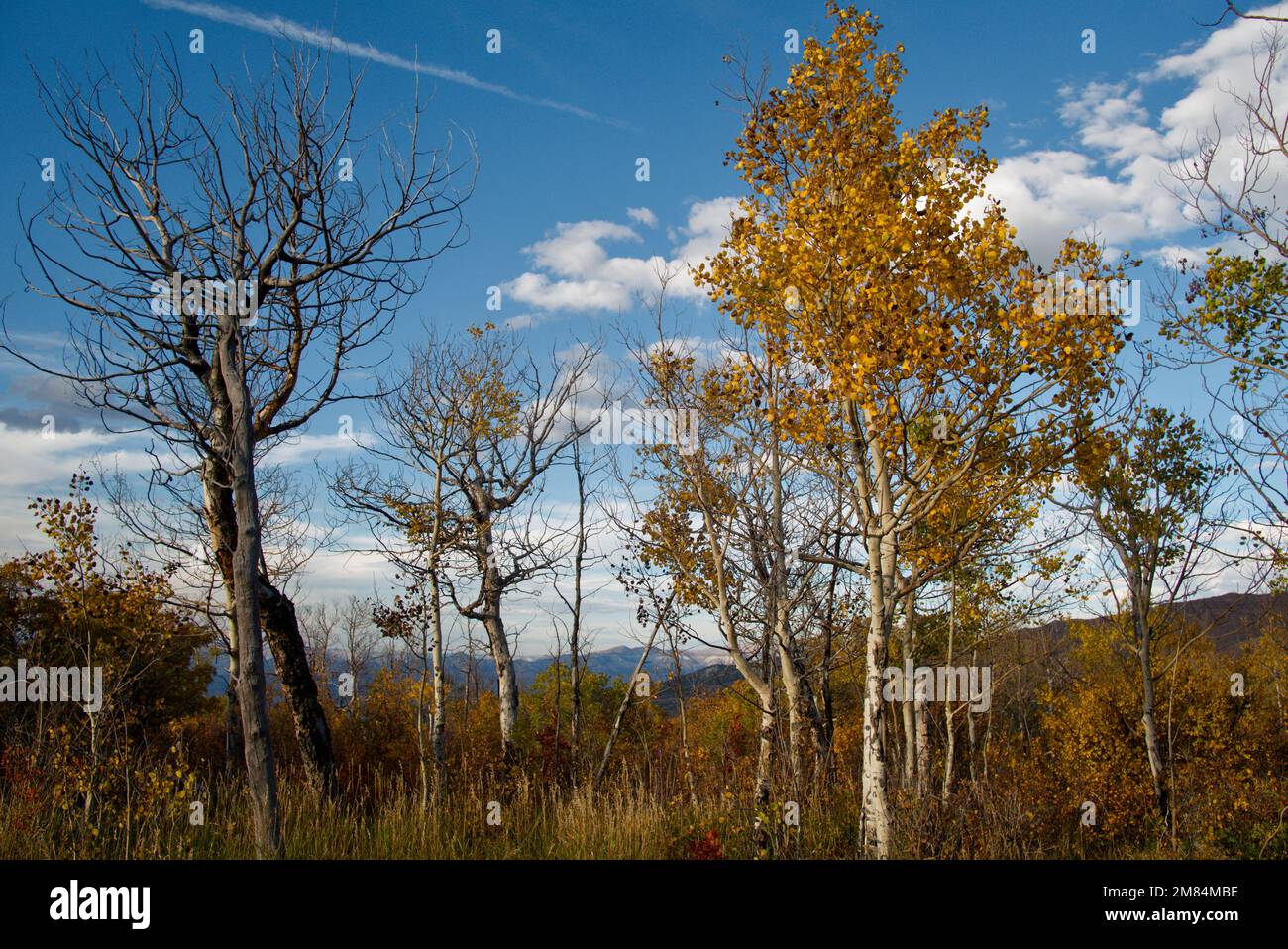 Lone Aspen tree on Colorado's Grand Mesa Stock Photo - Alamy