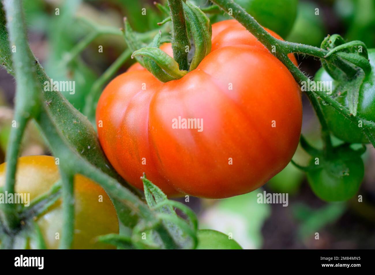 Tomato, Bloody Butcher Stock Photo - Alamy