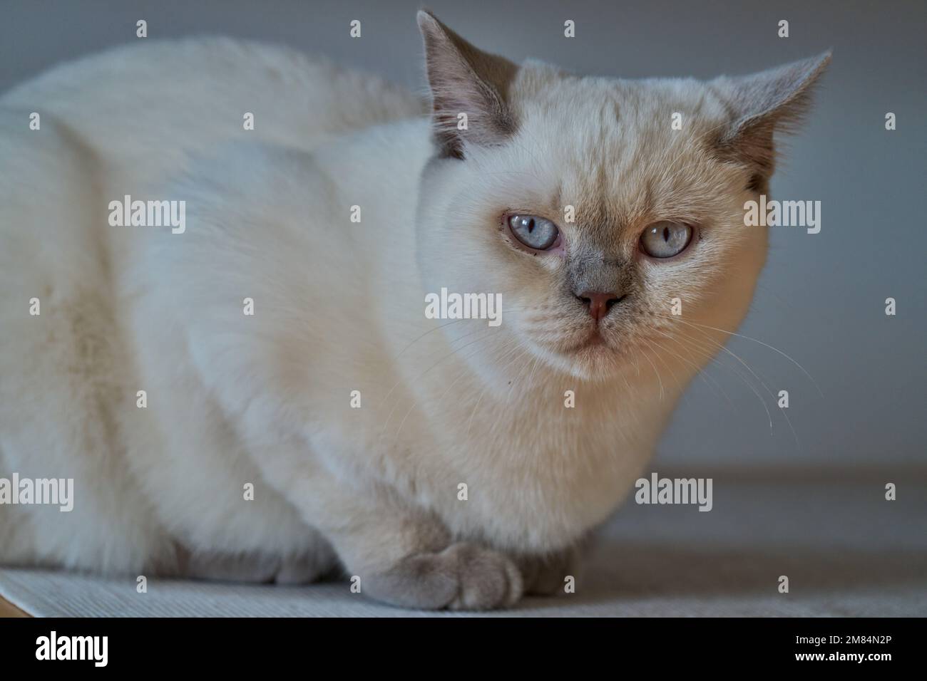 Blue eyed eyes British shorthair kitten cream catkin colorpoint with ...