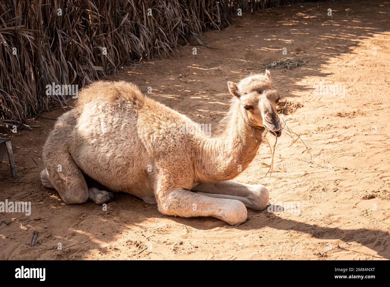 a young female camel eats on the sand Stock Photo - Alamy