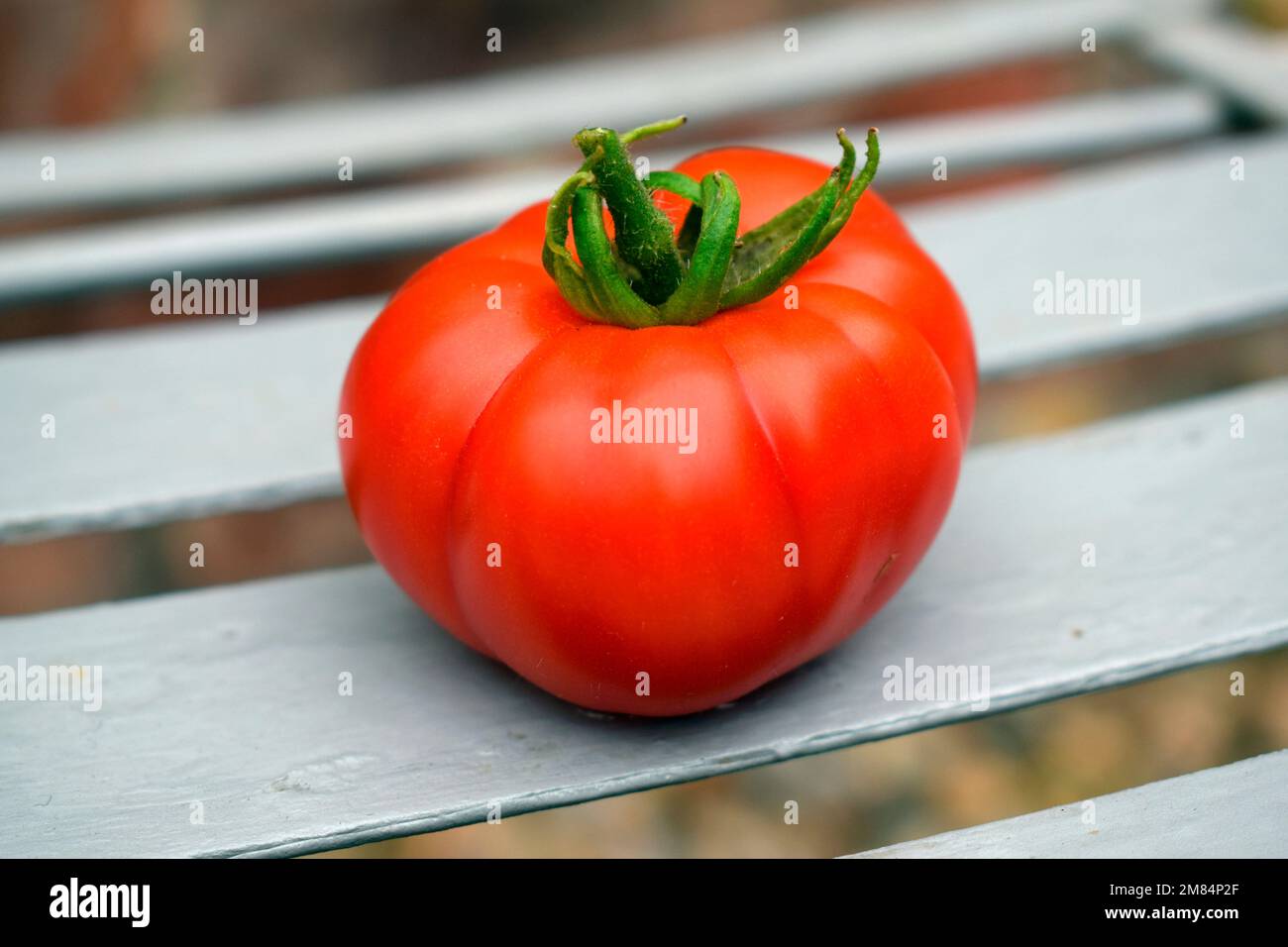 Tomato, Bloody Butcher Stock Photo - Alamy