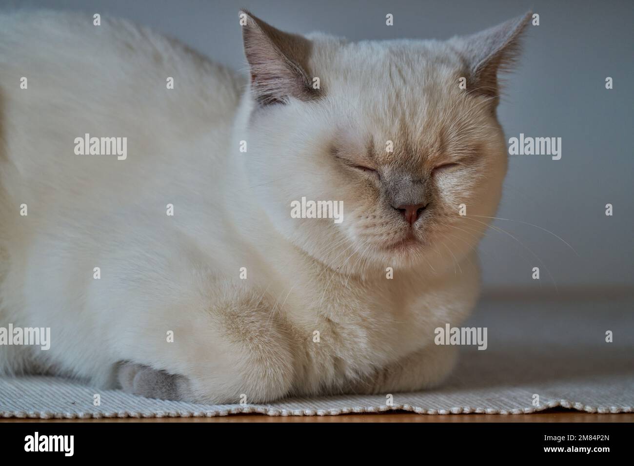 Blue eyed eyes British shorthair kitten cream catkin colorpoint with ...