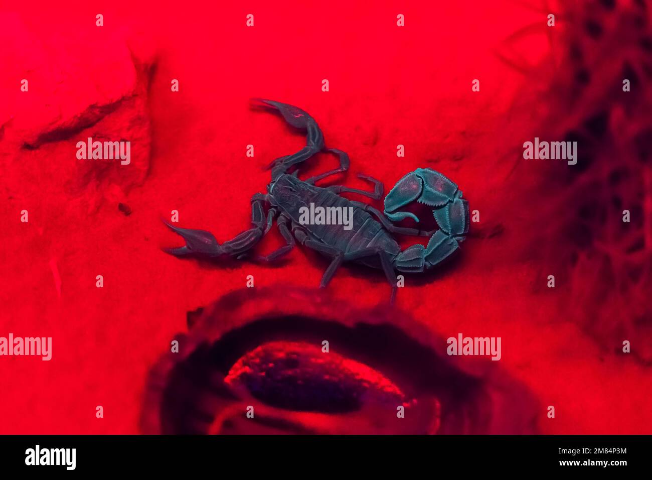 a black scorpion in red light at night on the sand Stock Photo - Alamy