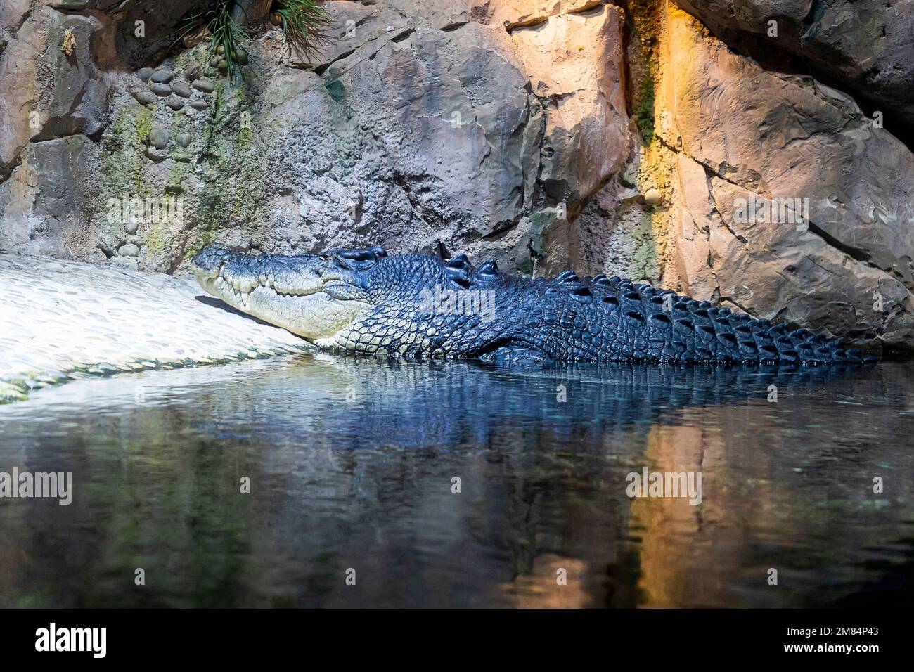 Big crocodile in green lake. the crocodile is lying on the shore of the ...