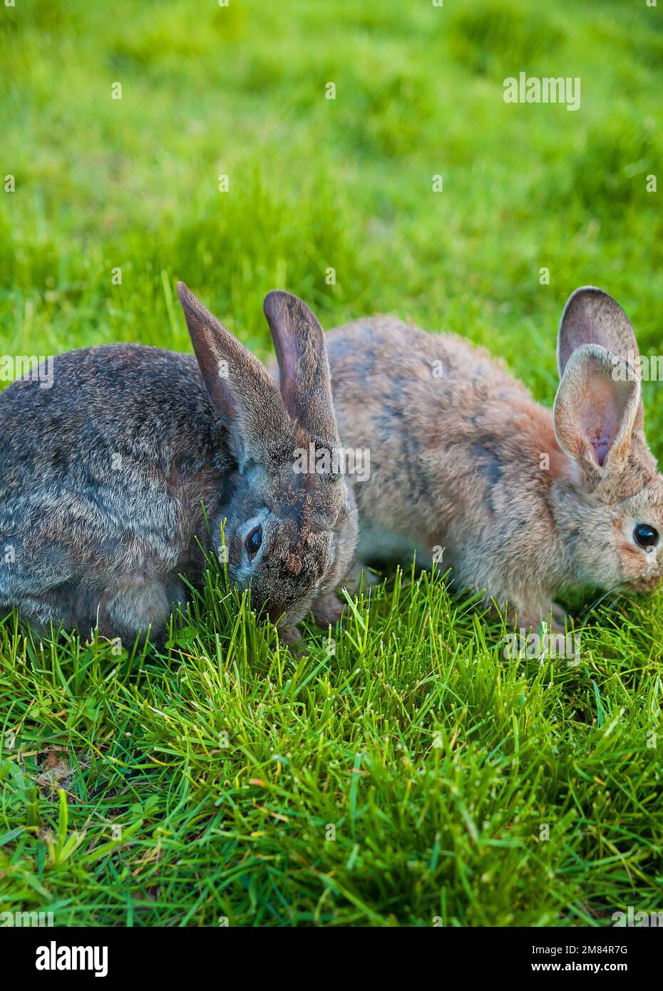 two rabbits eat grass in the garden Stock Photo - Alamy