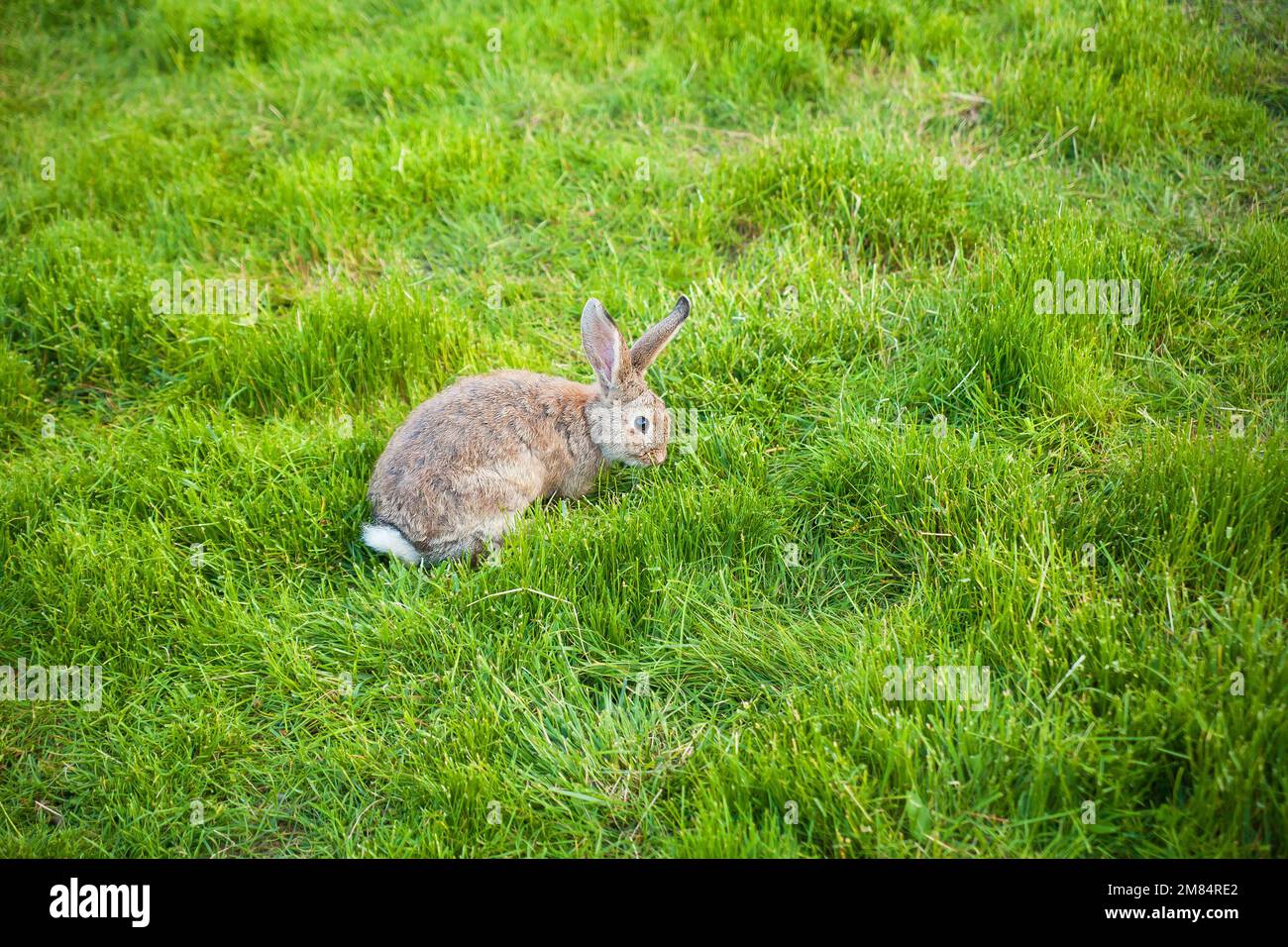 Stray rabbit hi-res stock photography and images - Alamy