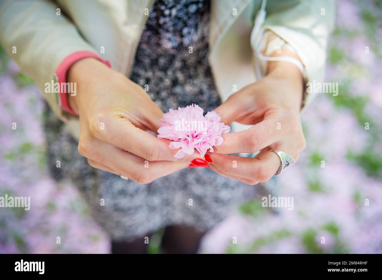 Beautiful flowering Japanese cherry - Sakura. Flowers in women's hands ...