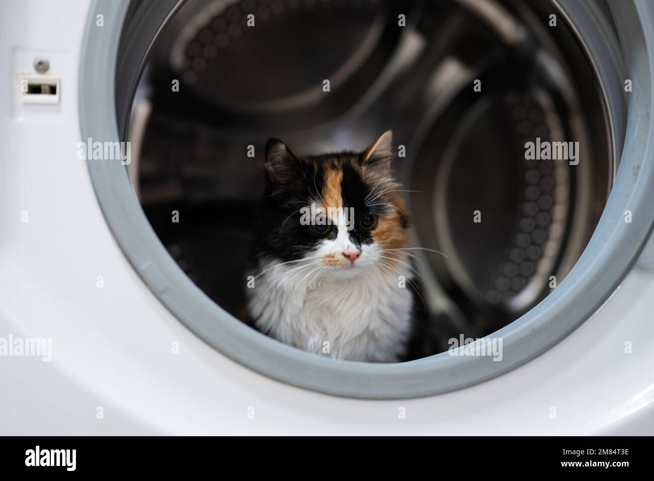 Kitty cat in the washing machine Stock Photo - Alamy