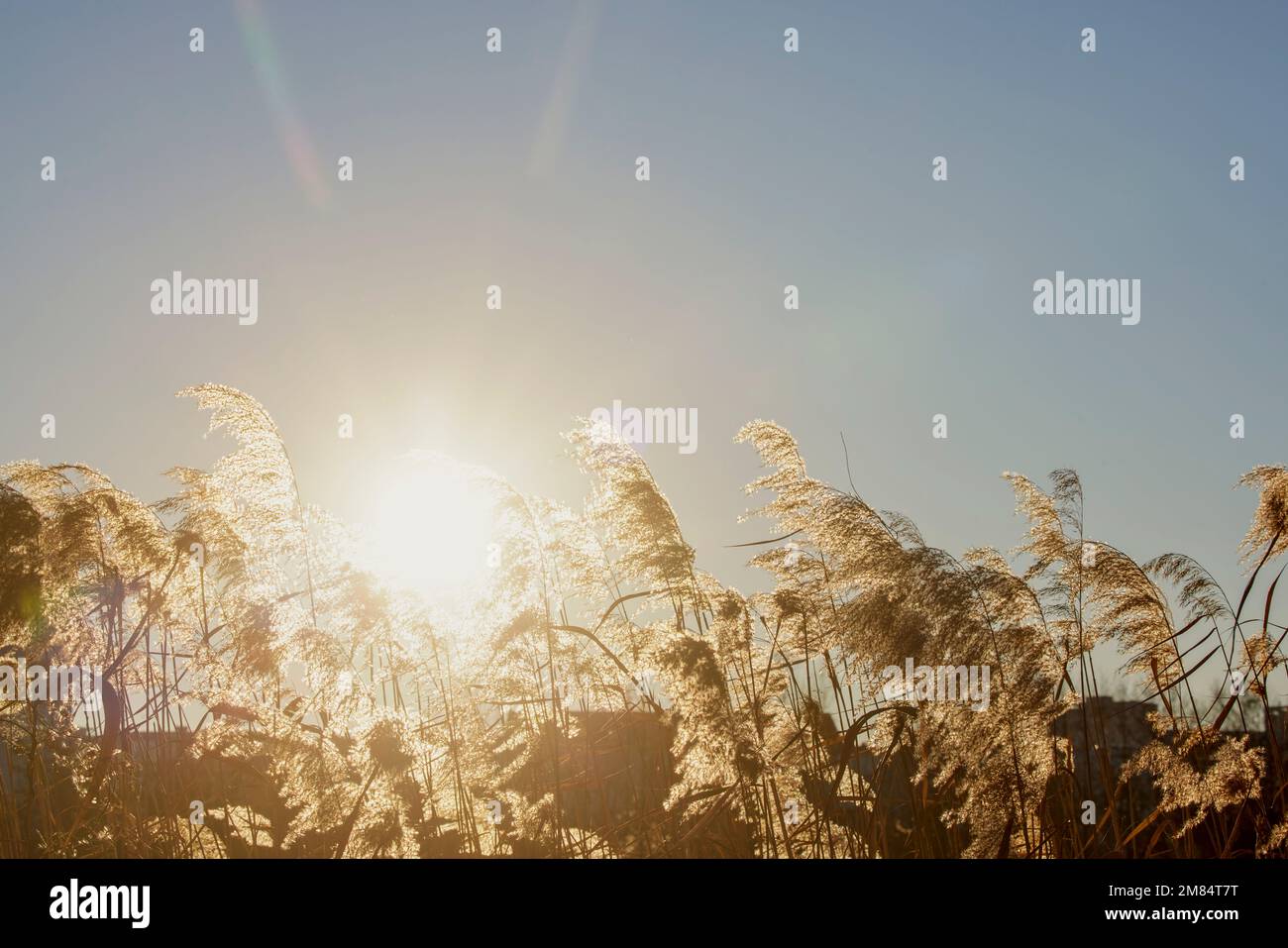 reed branches in the rays of the autumn sun Stock Photo - Alamy