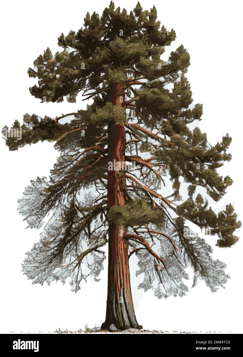 Realistic green tallest tree in the world sequoia on a white background ...