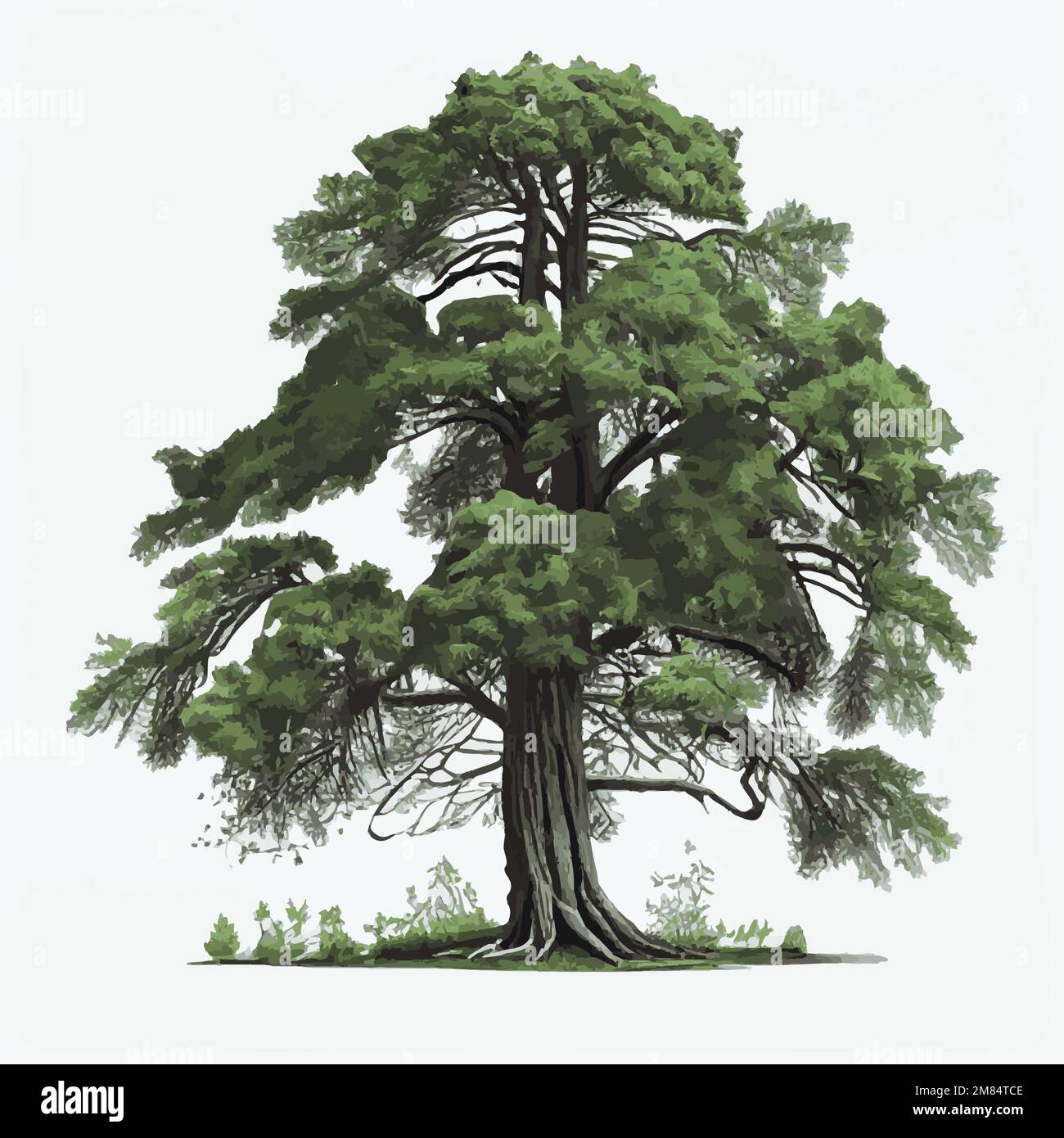 Realistic green tallest tree in the world sequoia on a white background ...