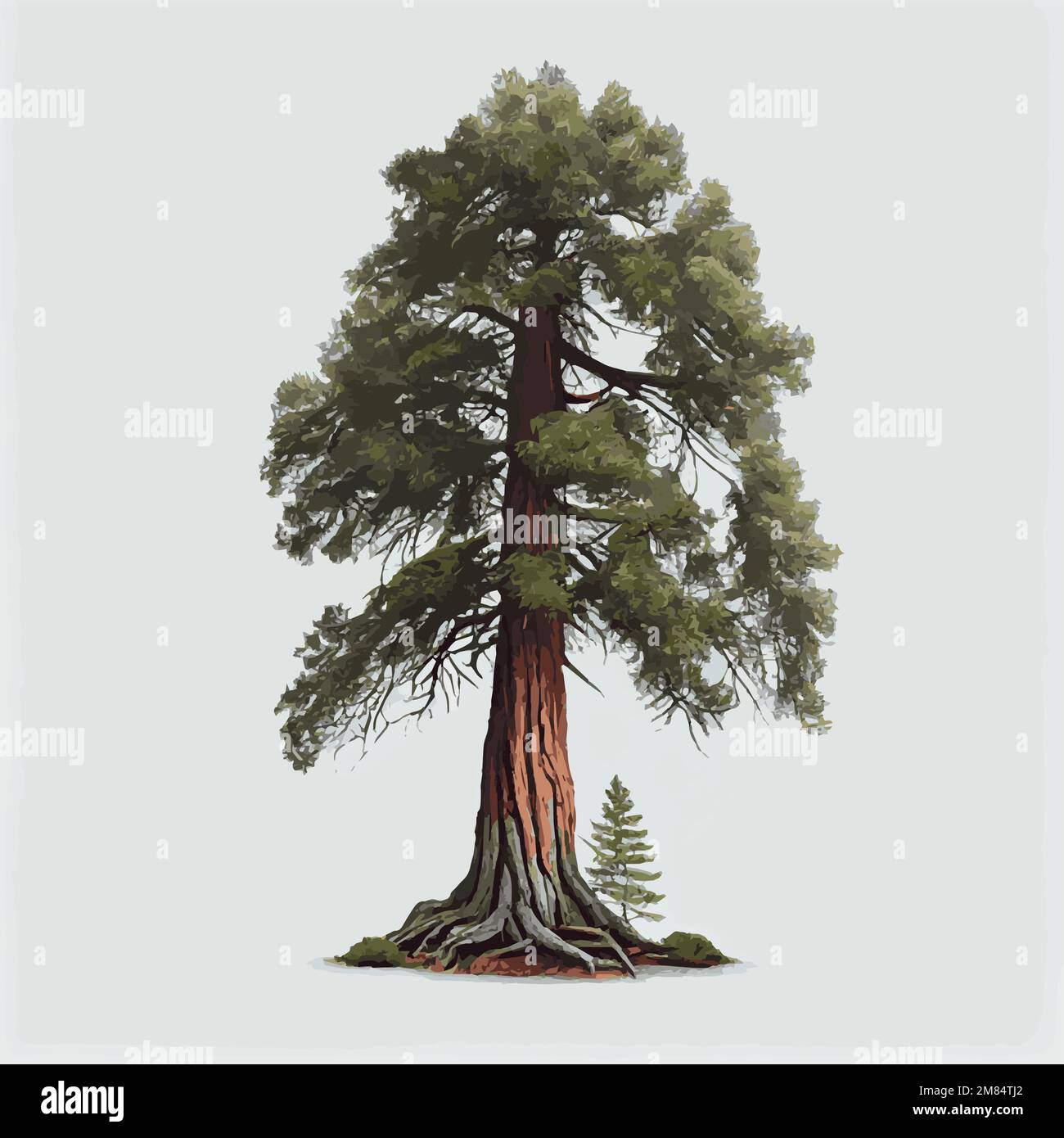 Realistic green tallest tree in the world sequoia on a white background ...