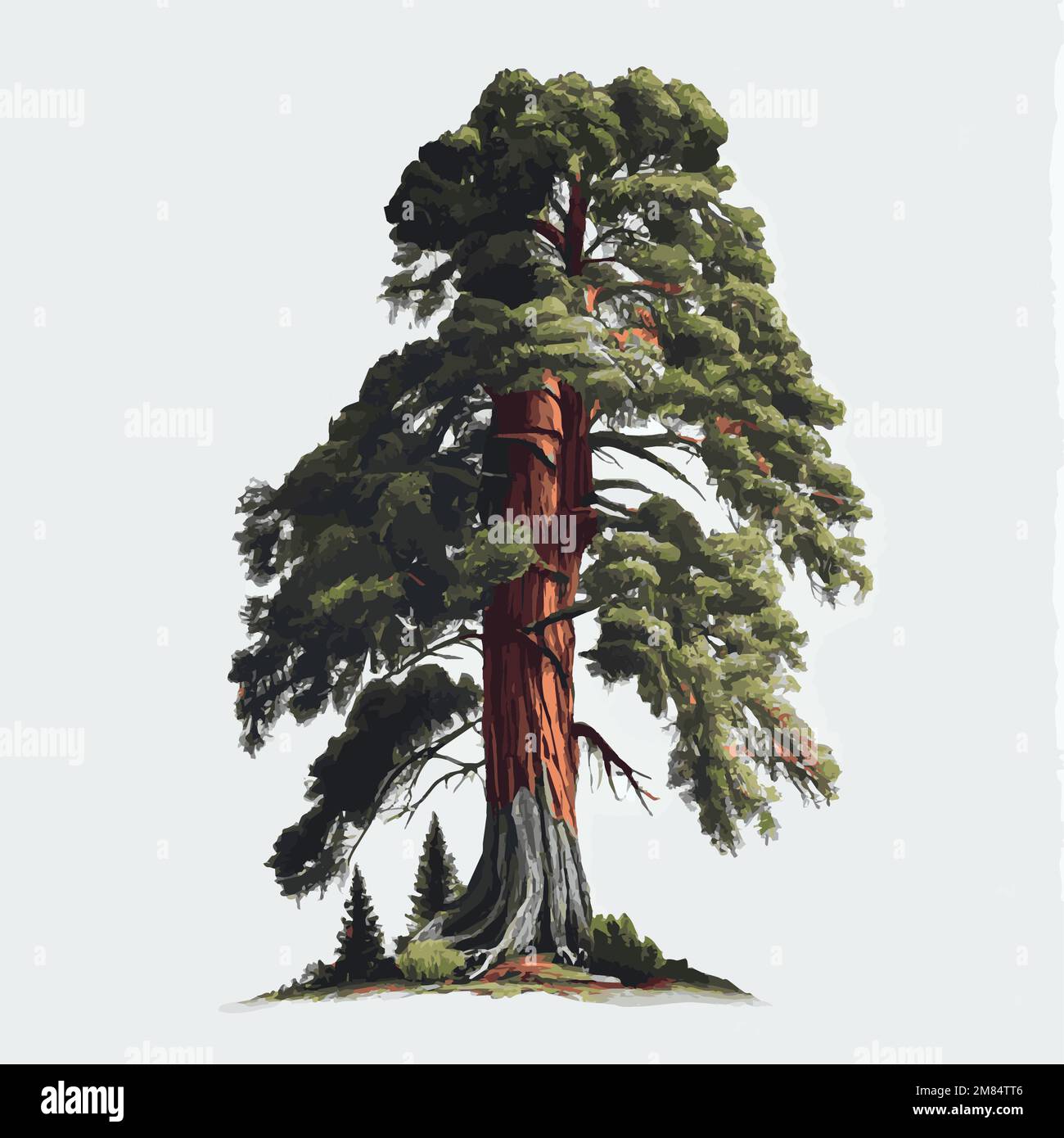 Realistic green tallest tree in the world sequoia on a white background ...