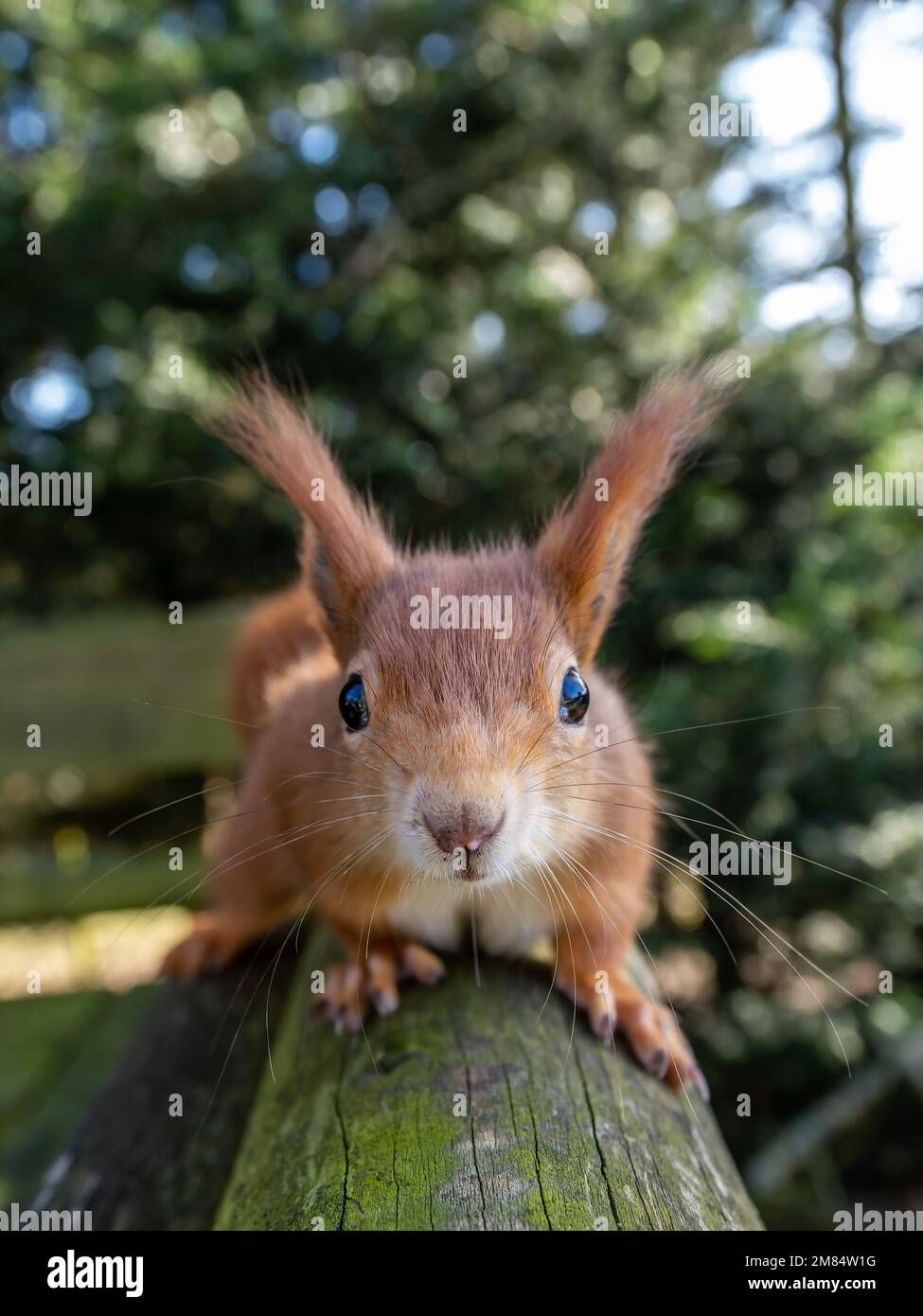 Captive Red Squirrel Close up Stock Photo - Alamy