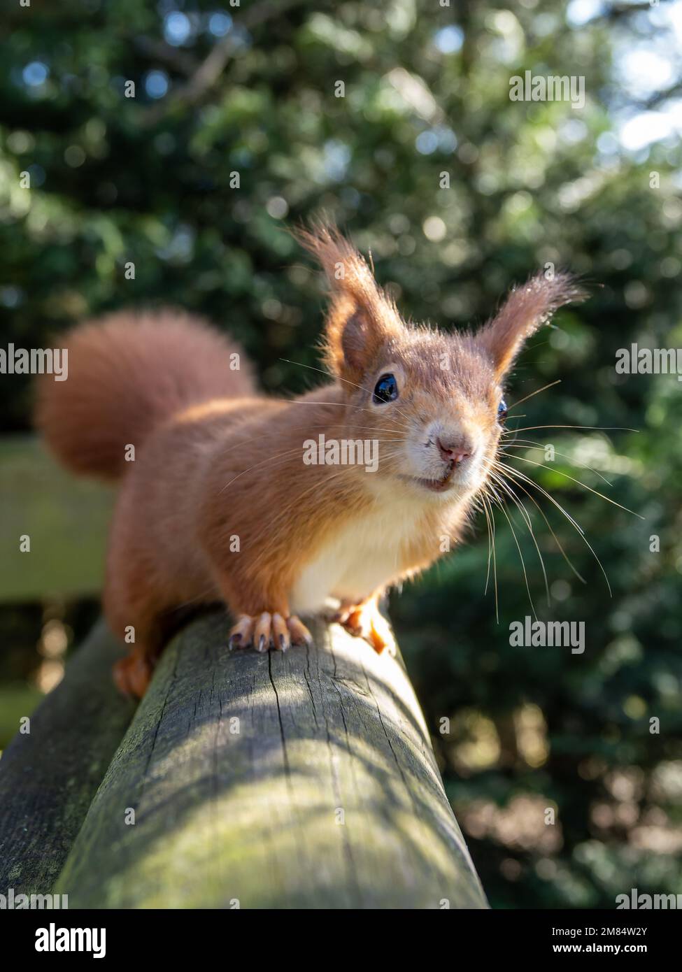 Captive red squirrel hi-res stock photography and images - Alamy