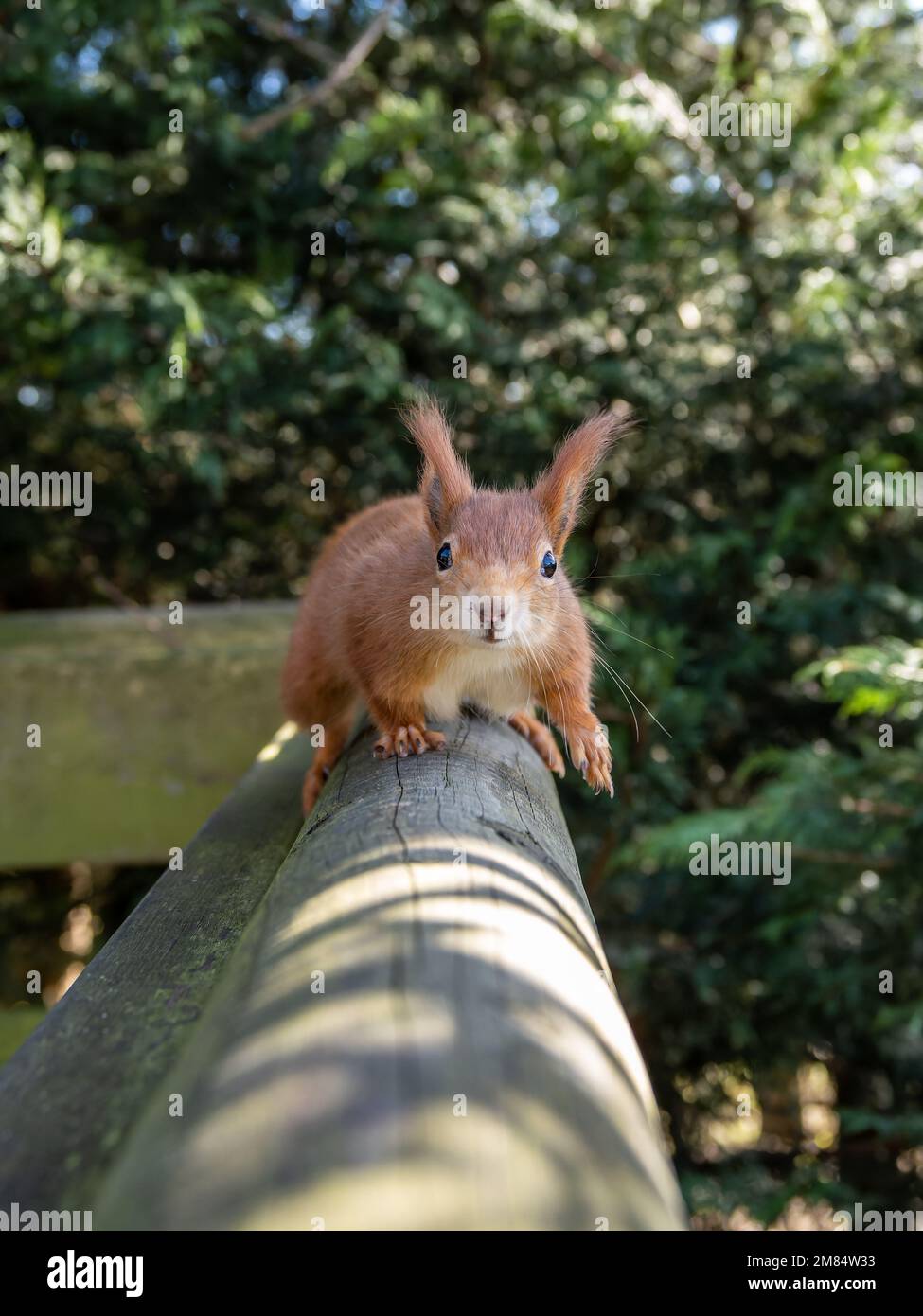 Captive red squirrel hi-res stock photography and images - Alamy
