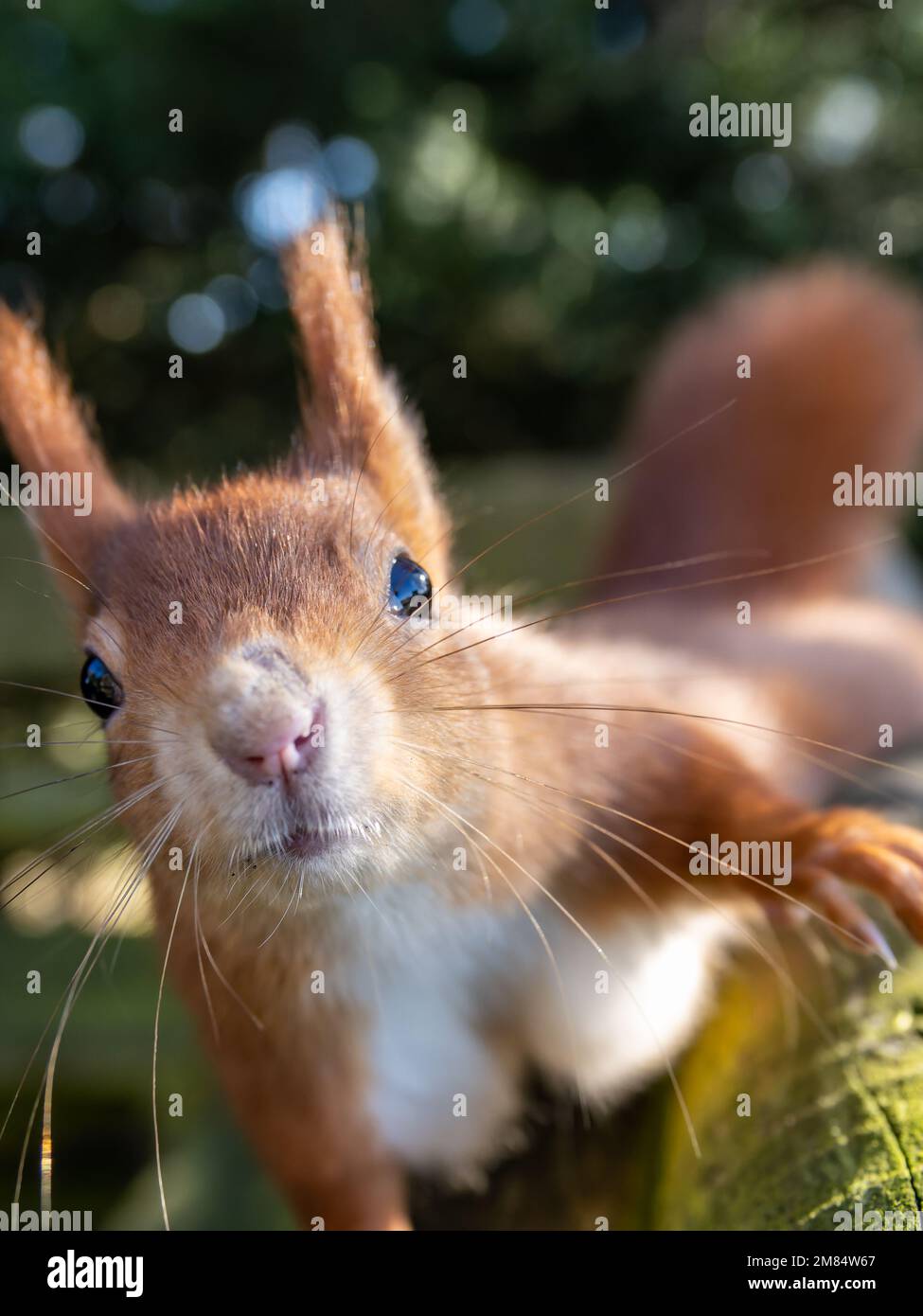 Captive red squirrel hi-res stock photography and images - Alamy