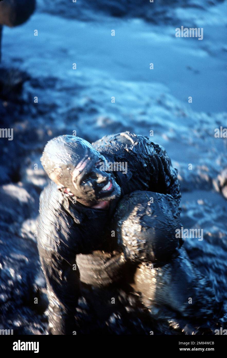 A U.S. Navy Basic Underwater Demolition/Sea-Air-Land (SEAL) (BUD/S ...