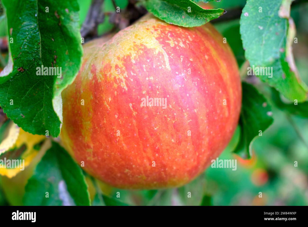 Apple fruit, Margil Stock Photo - Alamy