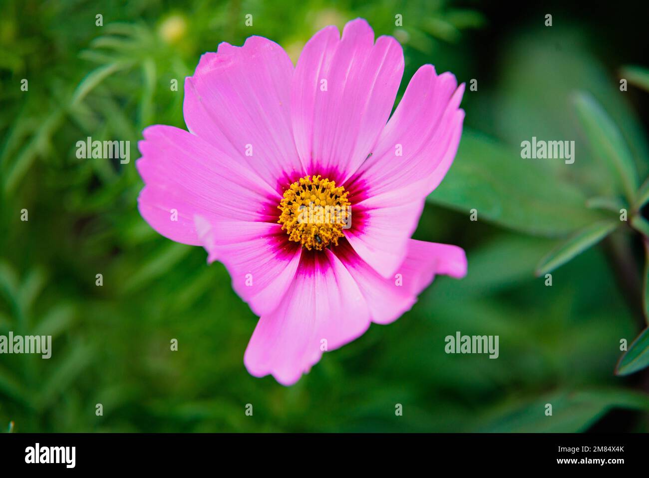 A beautiful view of a pink Garden Cosmos flower in the garden Stock ...
