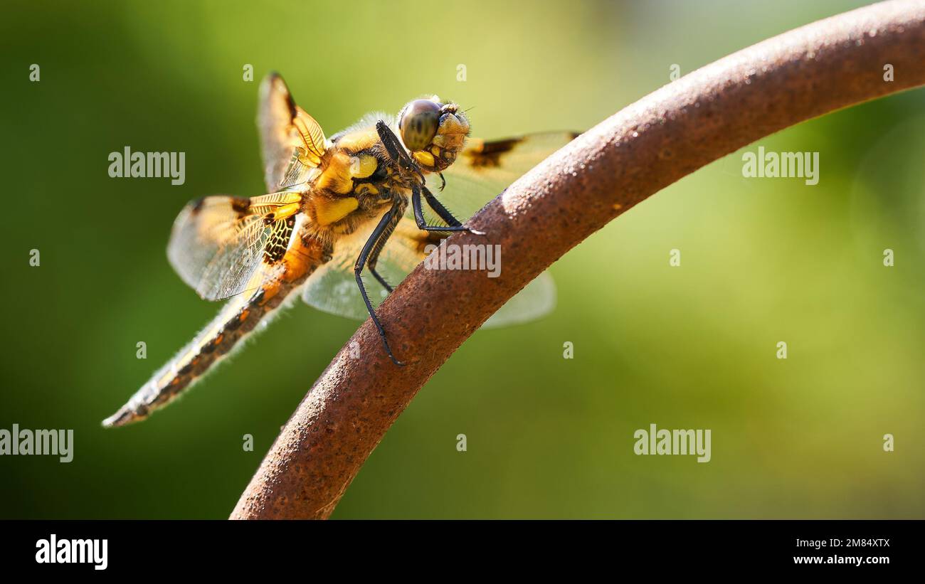 Pflanzenreiche ufer hi-res stock photography and images - Alamy