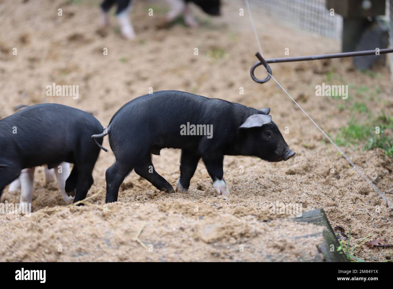 Cologne, Germany. 12th Jan, 2023. Piglets on the outdoor area of the ...
