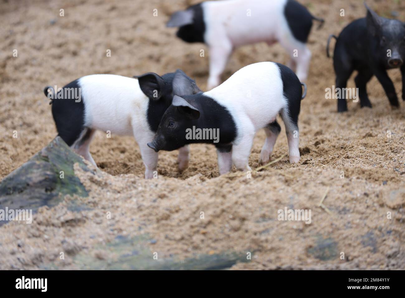 Cologne, Germany. 12th Jan, 2023. Piglets on the outdoor area of the ...
