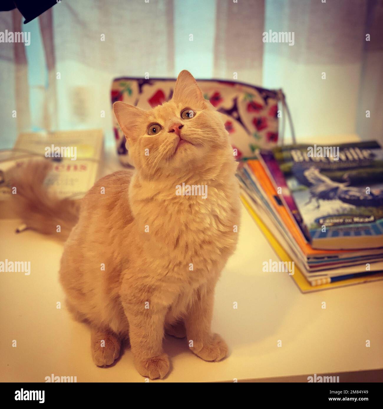 Ginger cat looking Up, sitting on the study desk with magazines and ...